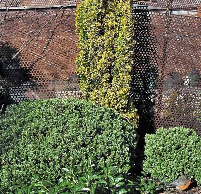 Small Backyard Designs: Add Evergreen Conifers to Your Seattle Garden for Year-round Interest ...