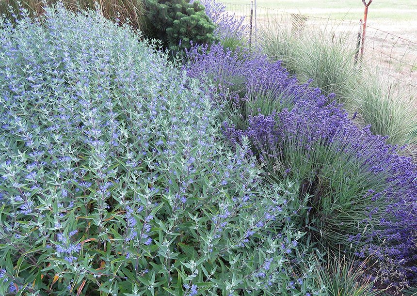 Small Backyard Designs: Splendid Shrubs for Your Seattle Garden — APLDWA