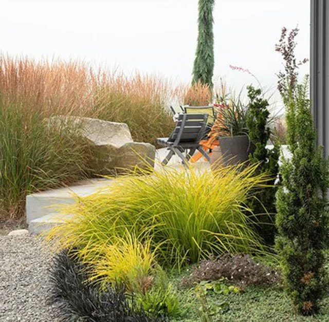 Great Grasses! Landscape Designers Share Their Favorite Selections for ...