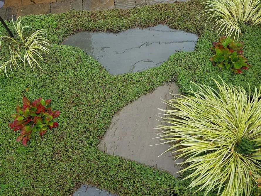 Small Backyard Designs: Great Groundcovers for Your Seattle Garden — APLDWA
