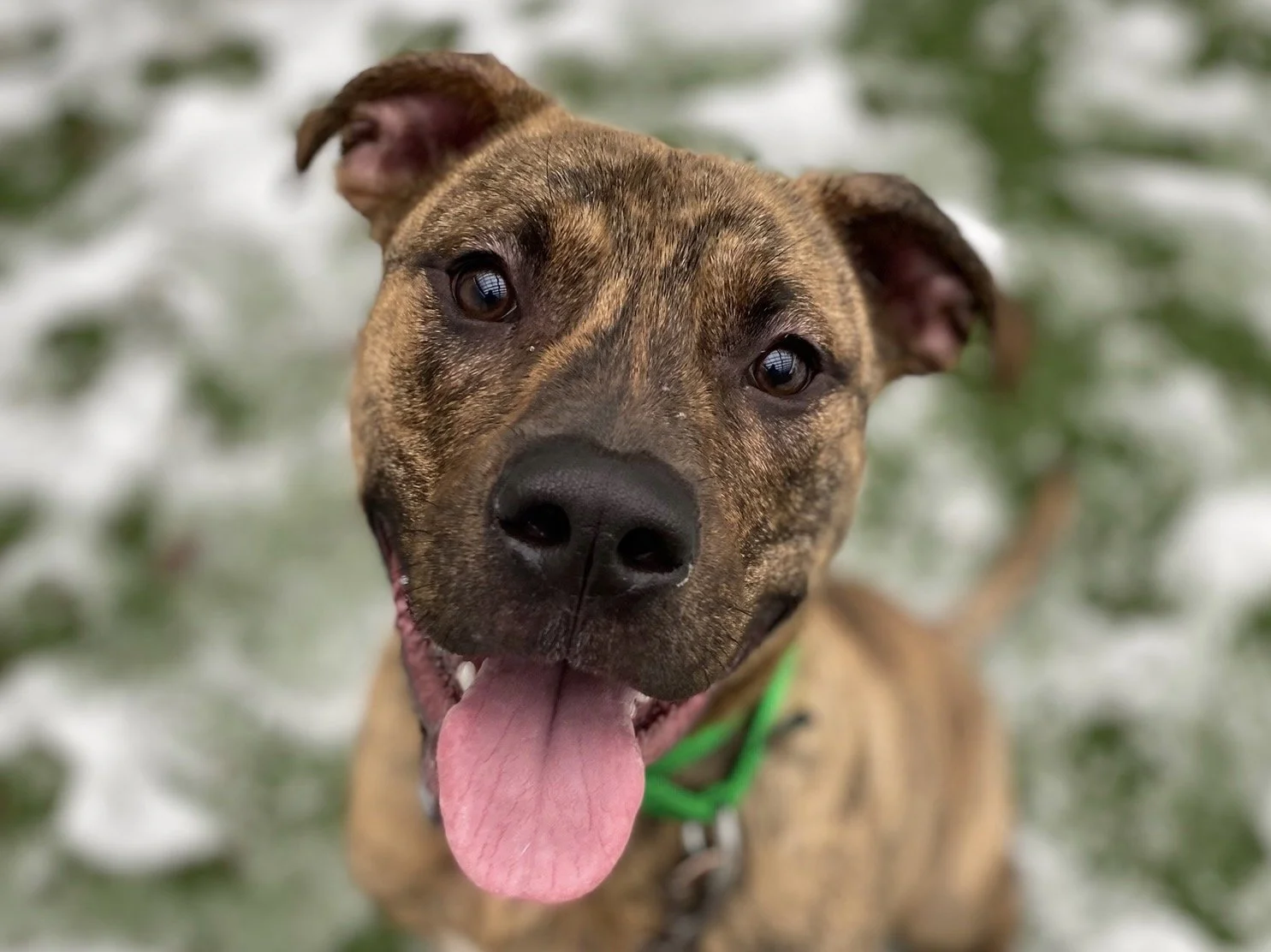 Adopt a dog — Naperville Area Humane Society