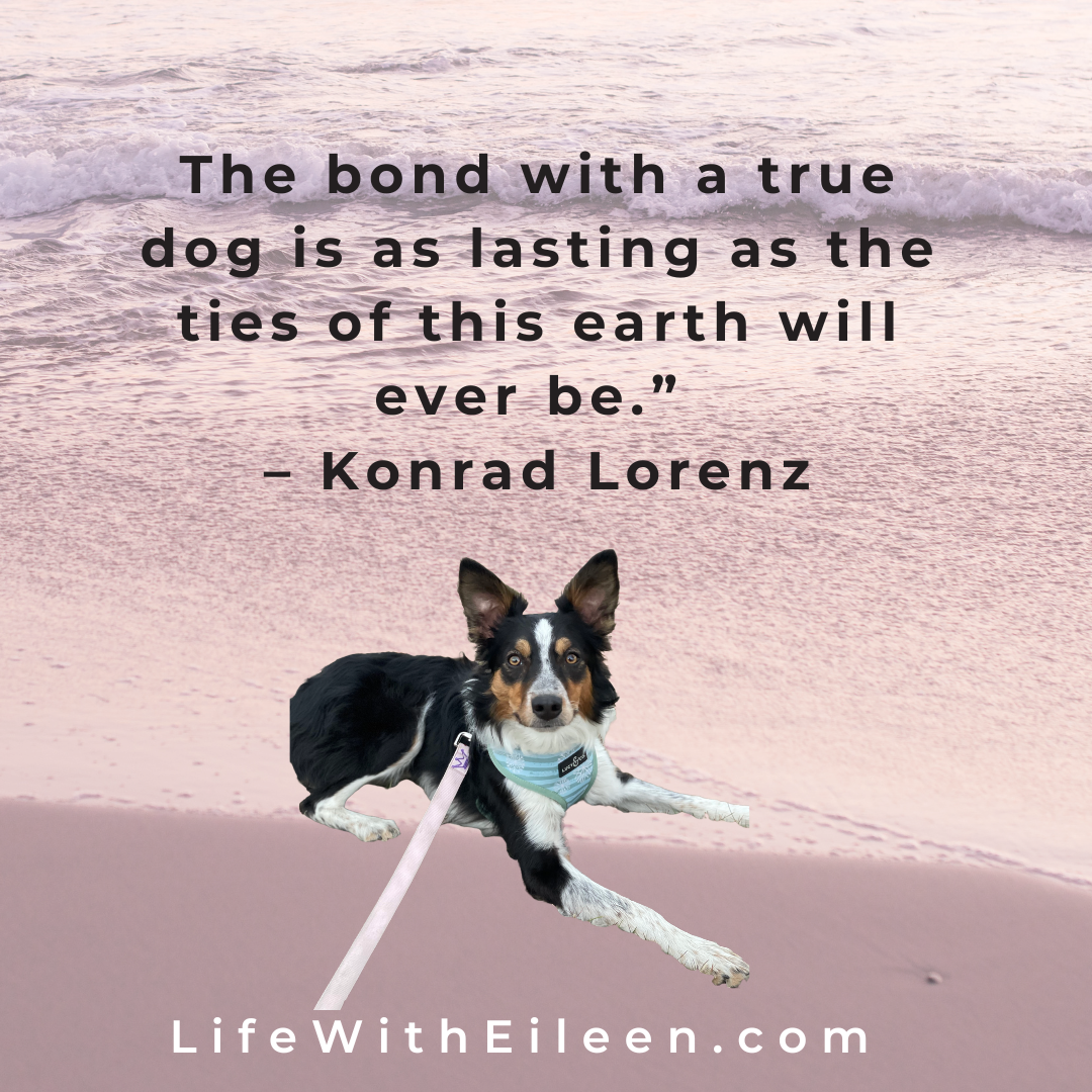 15 Inspirational Dog Quotes — Life With Eileen