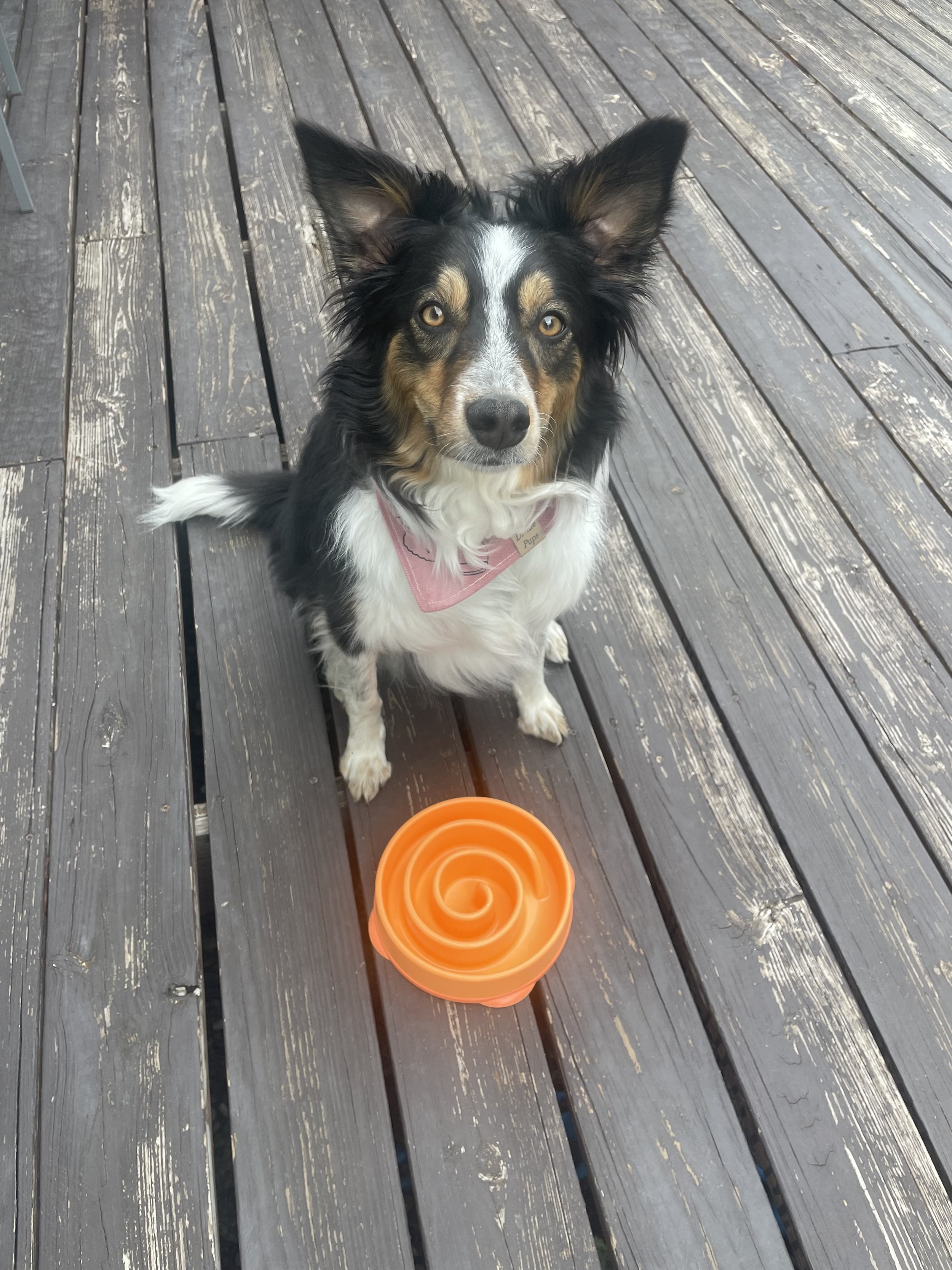 Best Slow Feeders for your Dog — Life With Eileen