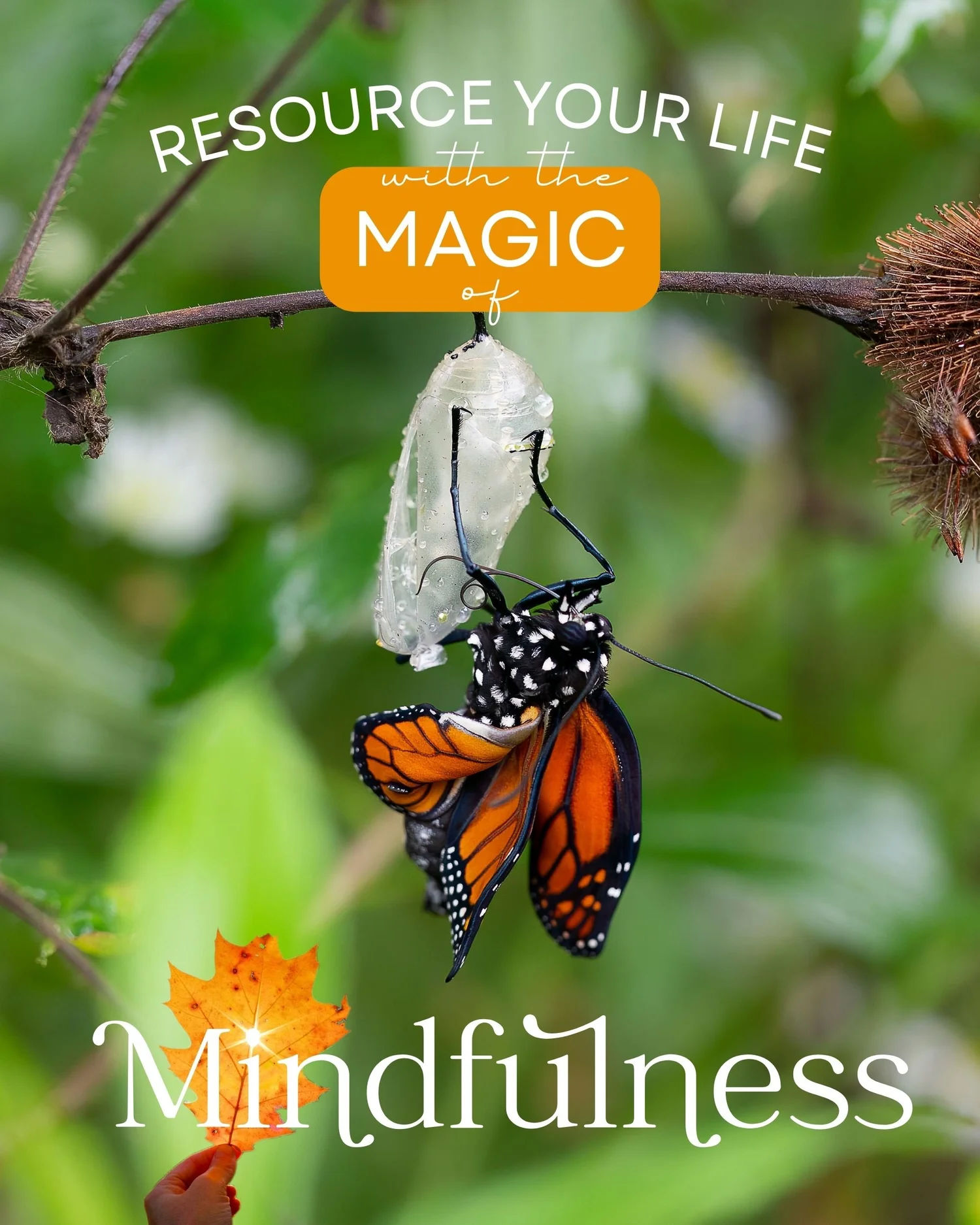 Susan Meyer Mindfulness & Photography