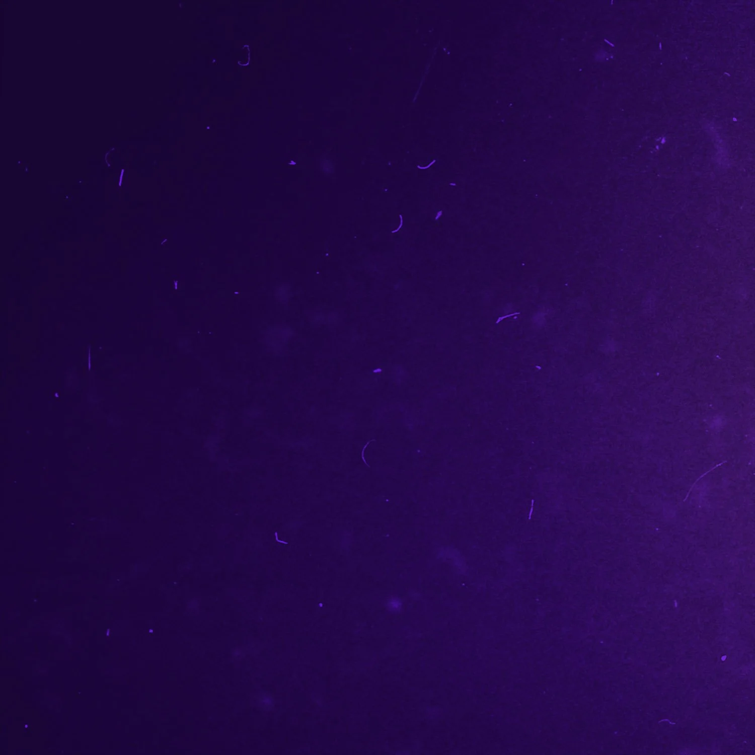 Appearances — Mick Wingert