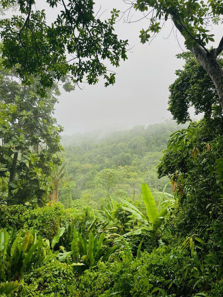 14 Acre Organic Mountain Farm for Sale