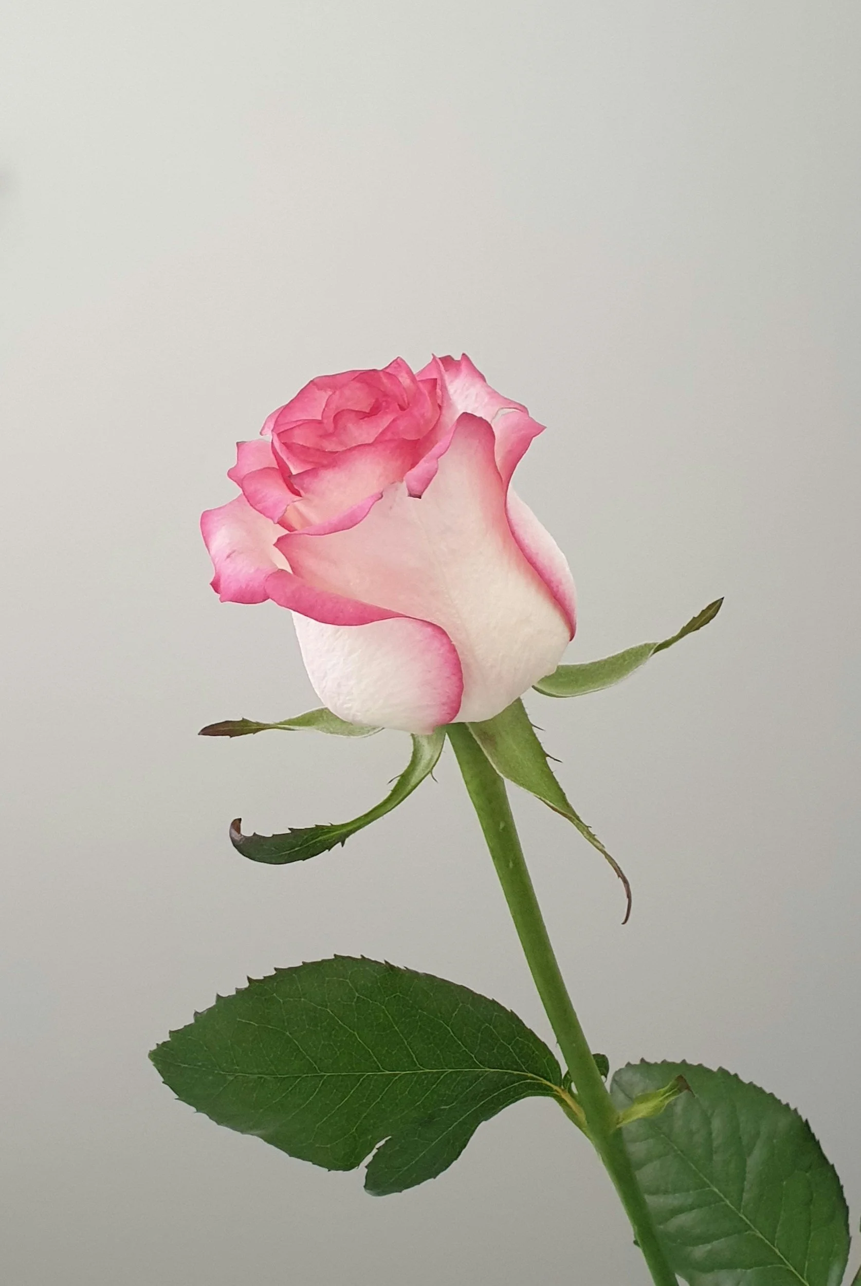 Laura LaVerne Hitch 11/25/1932 - 10/03/2025 — Blount Funeral and Cremation