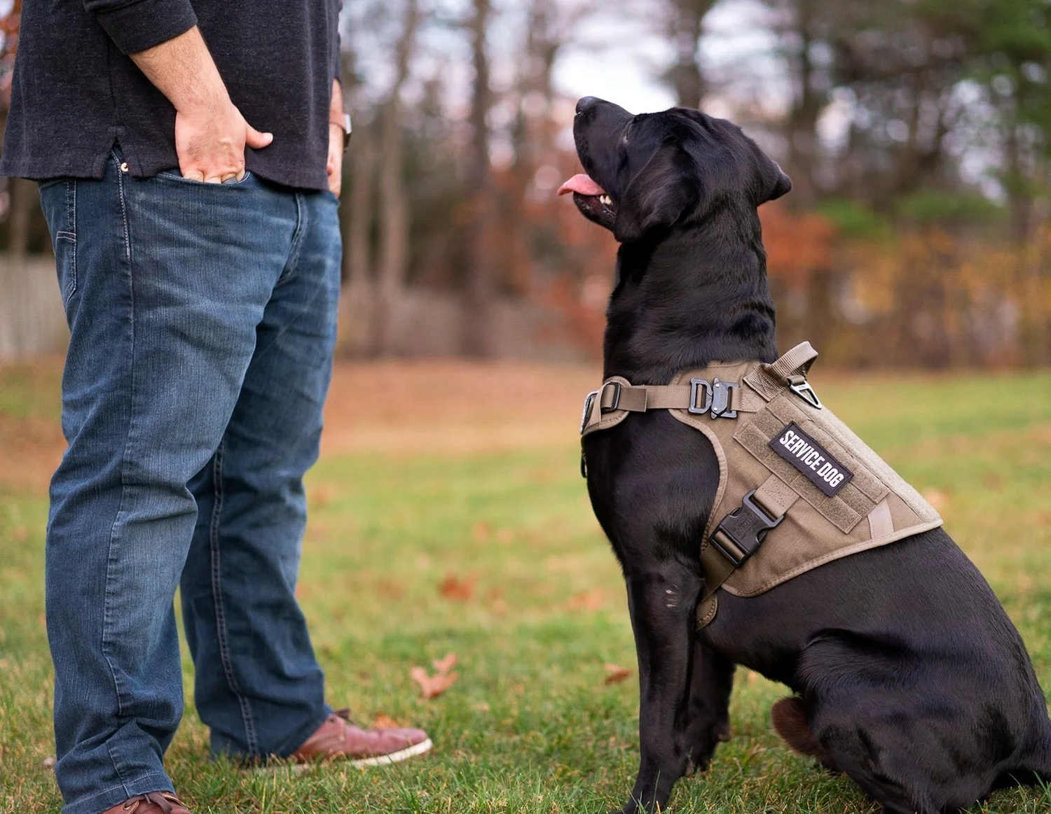 MasterPeace Service Dog Training | Empower Your Journey Today