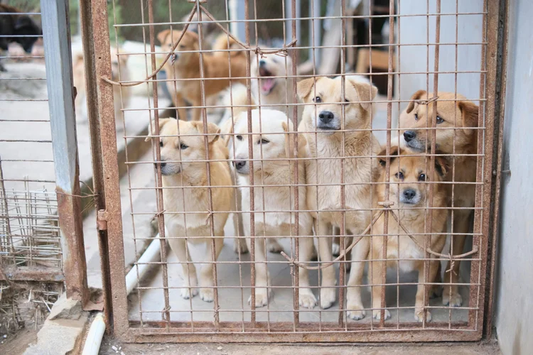 Find a Rescue | Save a Life Today