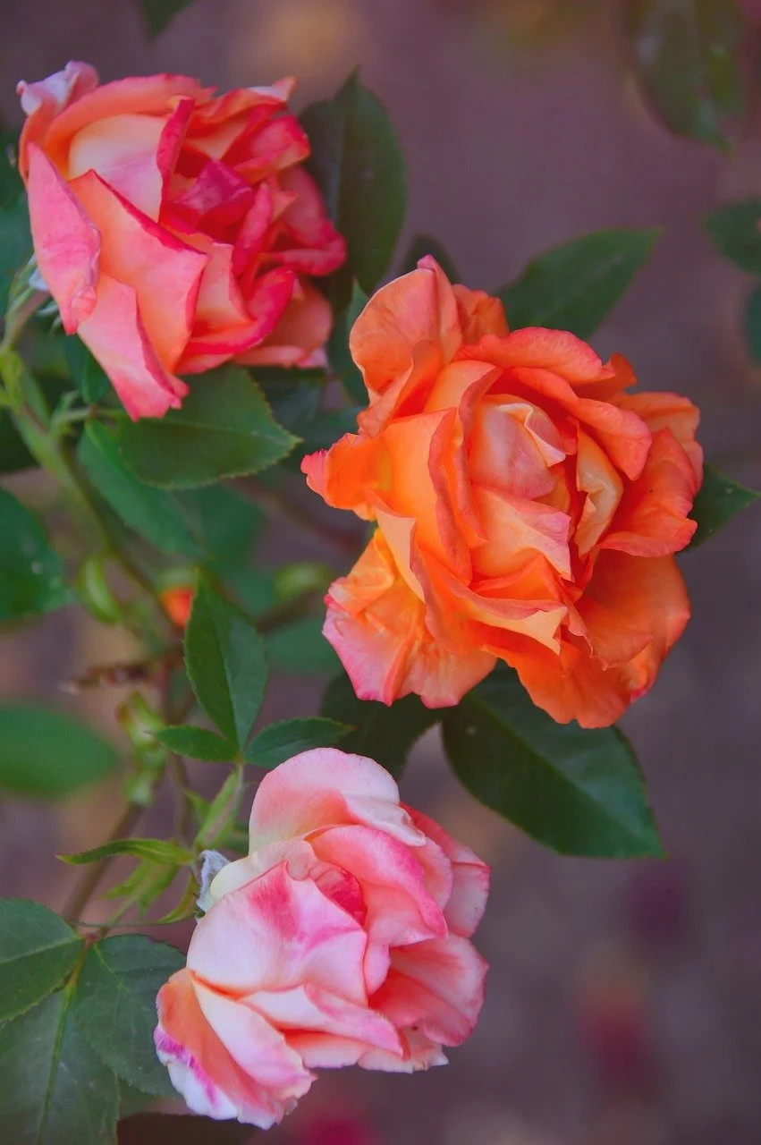 How to Grow and Care for Joseph's Coat Rose