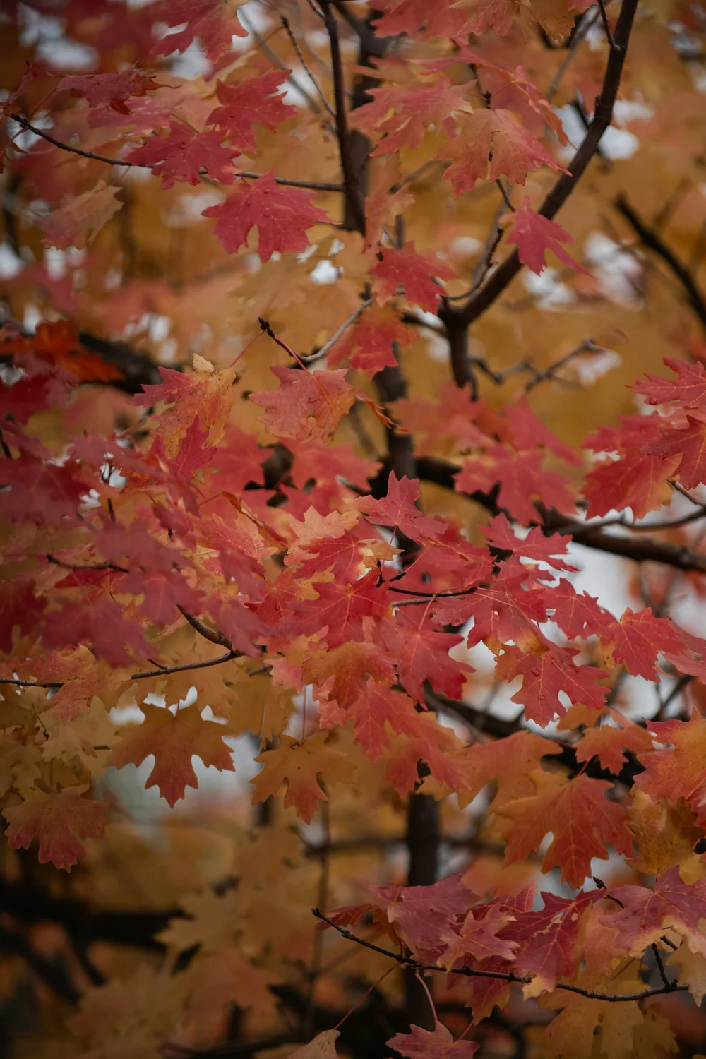 When Should You Prune Maple Trees? Expert Advice