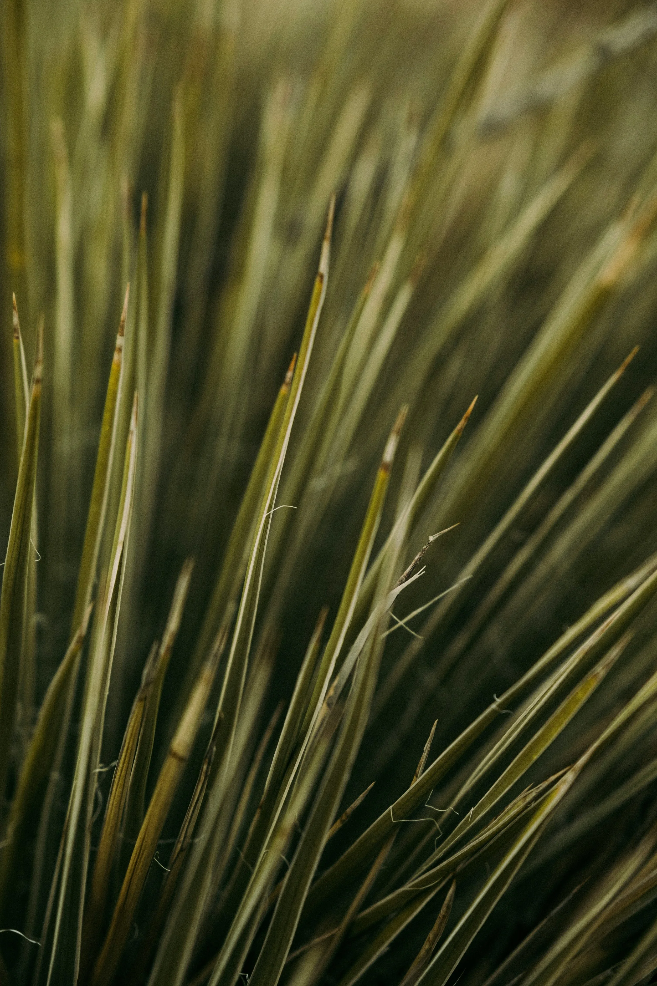 How to Kill Nutgrass: Simple and Effective Solutions