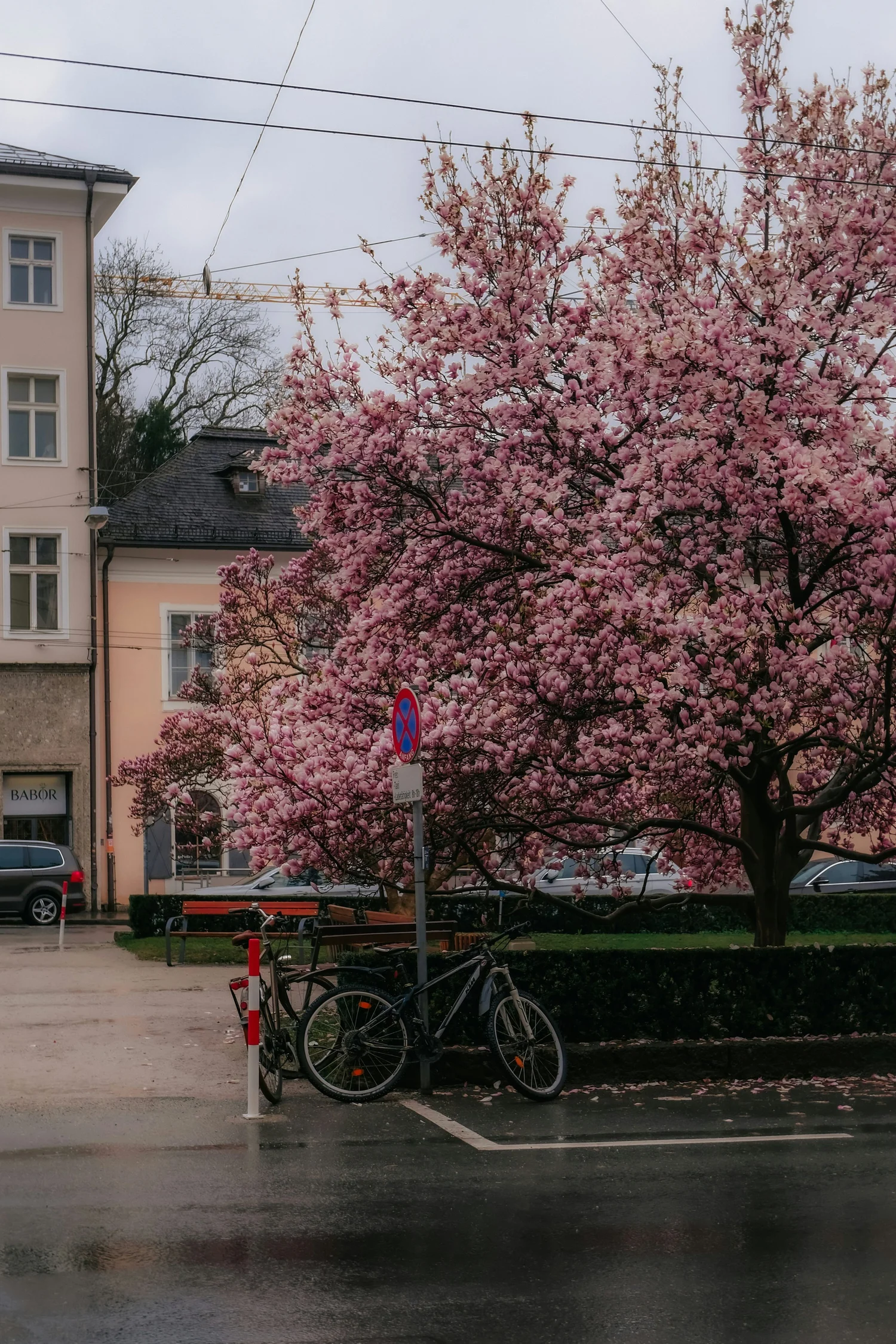 How Fast Do Magnolia Trees Grow? Growth Rate Explained