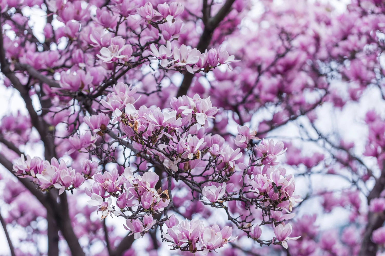 How Fast Do Magnolia Trees Grow? Growth Rate Explained