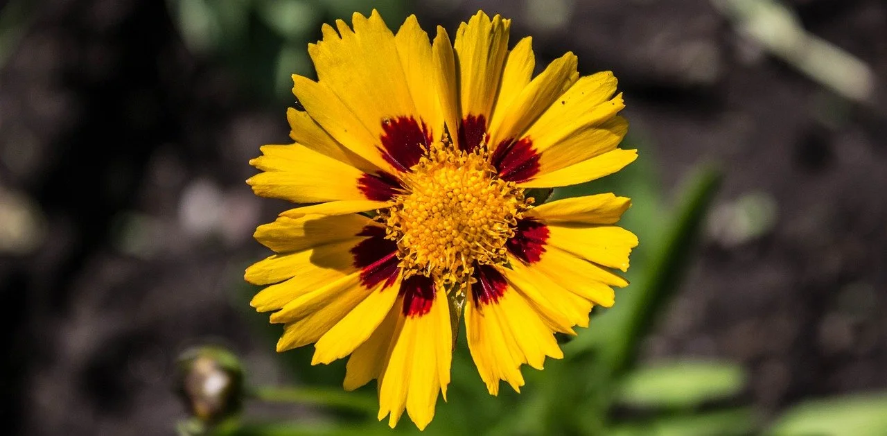How to Grow and Care for Moonbeam Coreopsis?