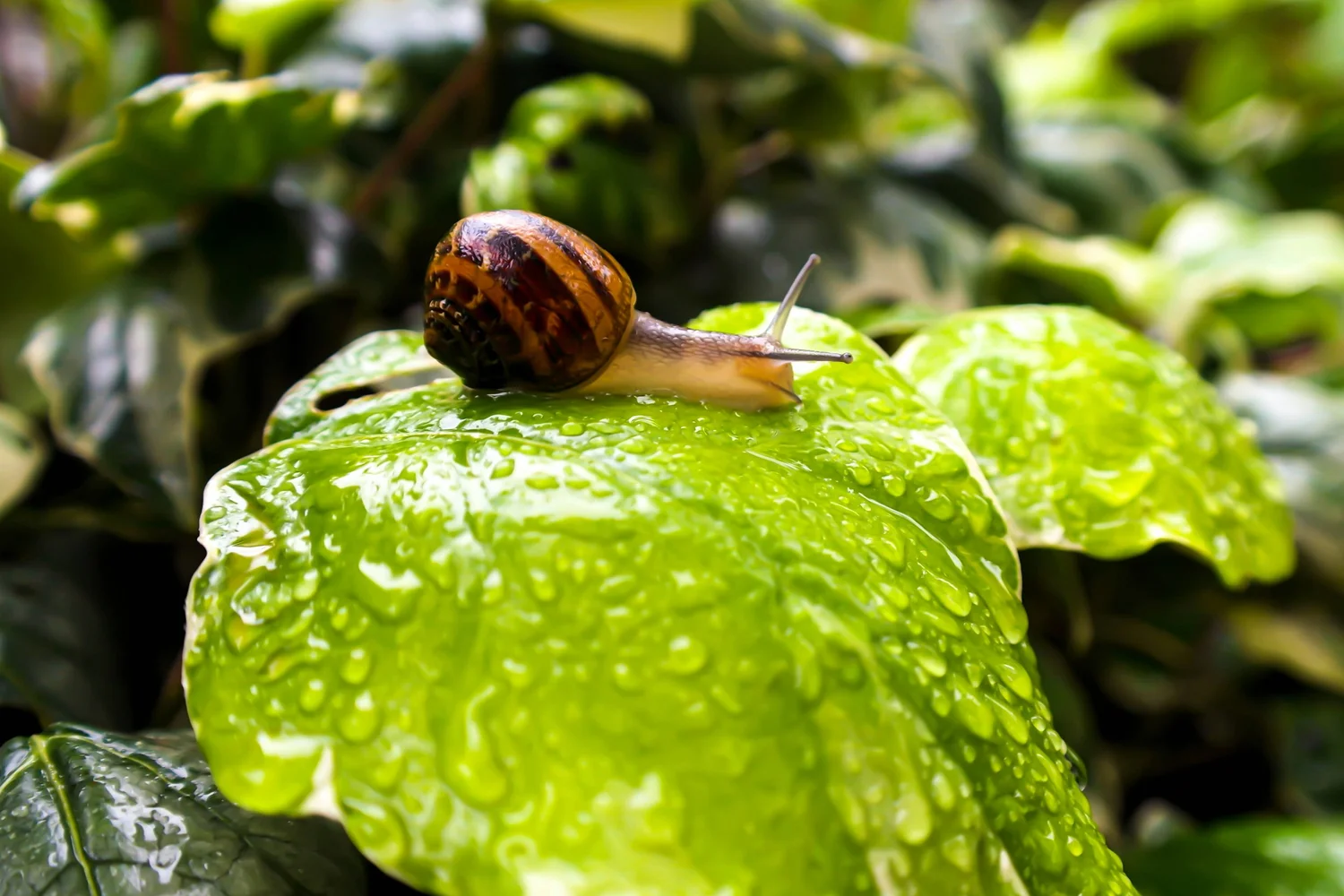 What Do Garden Snails Eat? A Quick Guide