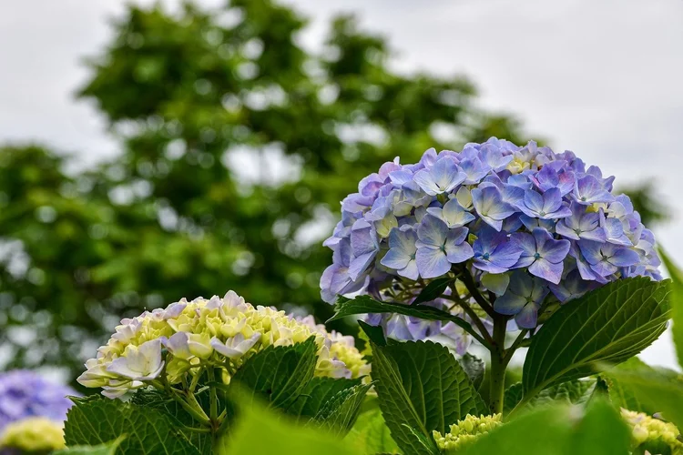 Why Your Hydrangea Isn’t Blooming: Common Causes
