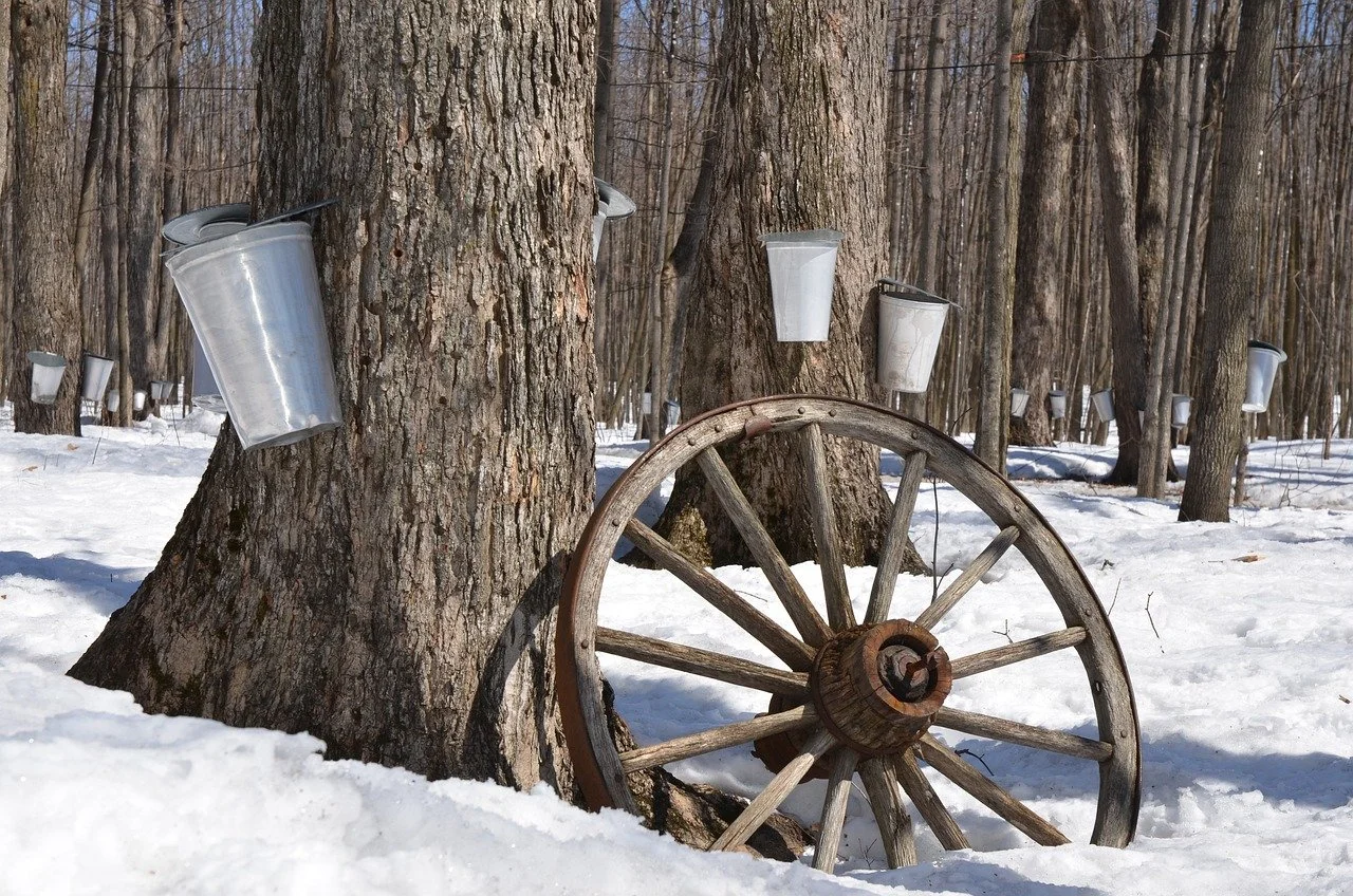 How to Tap a Maple Tree: Step-by-Step Guide
