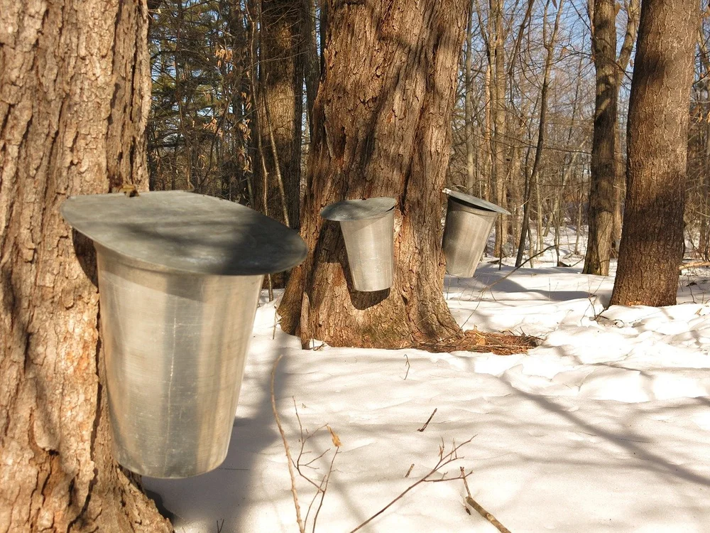 How to Tap a Maple Tree: Step-by-Step Guide