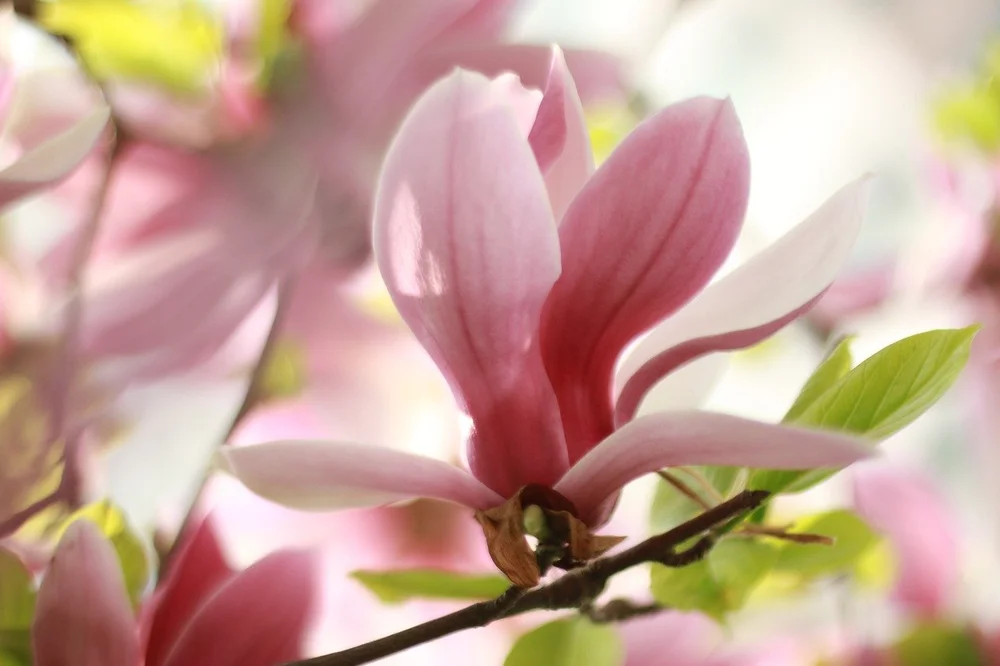 How to Grow and Care for a Jane Magnolia Tree