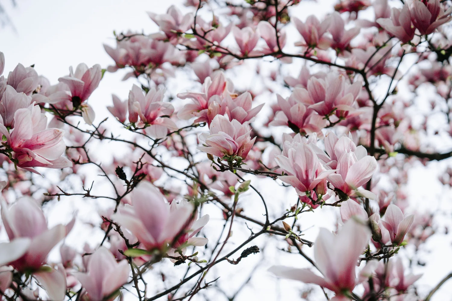 How to Grow a Magnolia Tree from Seed: Easy Guide