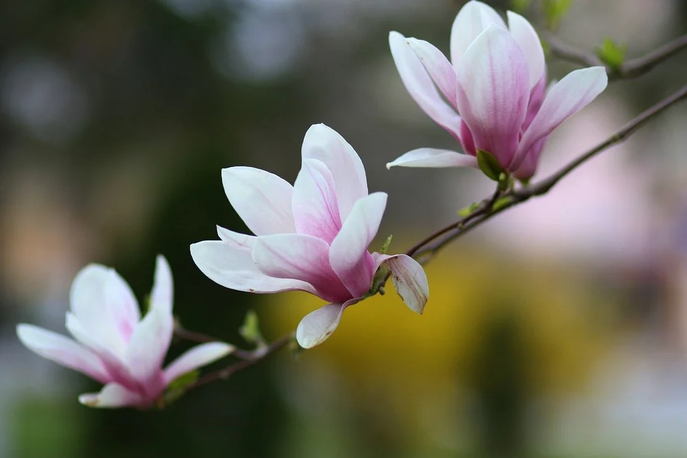 How to Grow and Care for a Jane Magnolia Tree