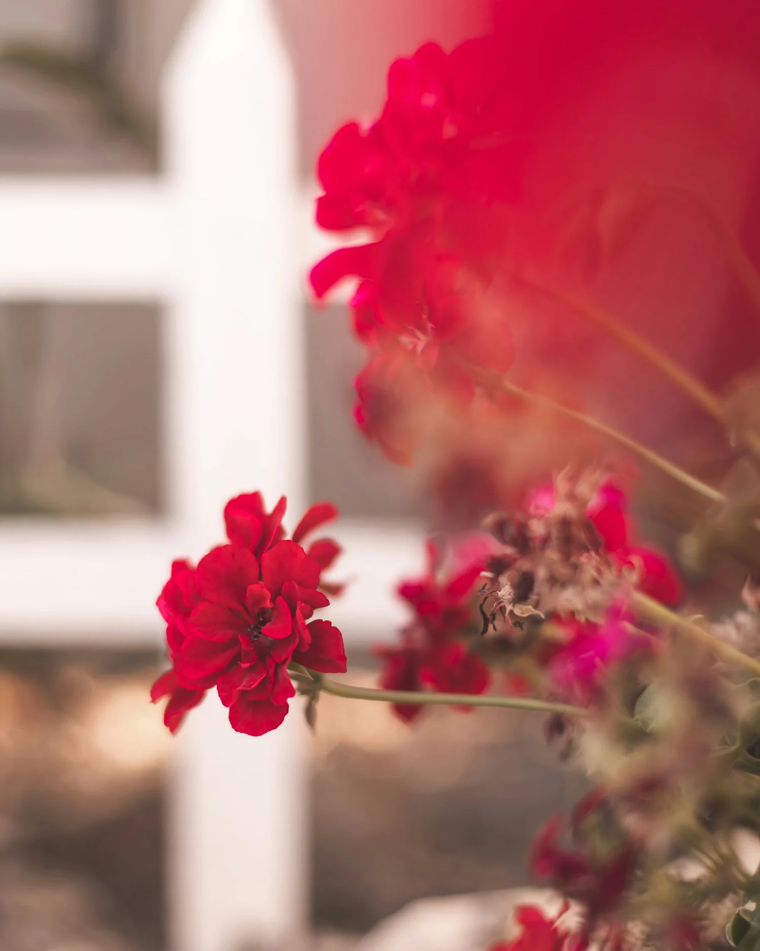 How to Grow and Care for Red Geraniums