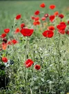 How to Plant Poppy Seeds: A Beginner’s Guide
