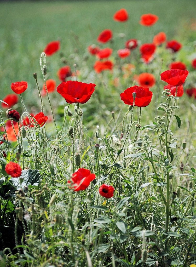 How to Plant Poppy Seeds: A Beginner’s Guide