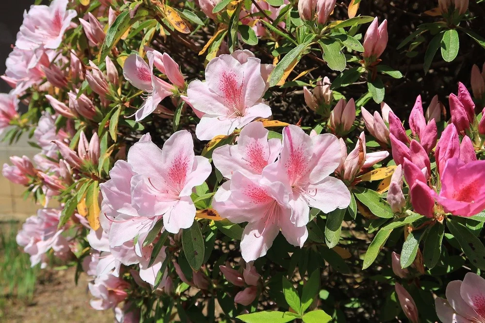15 Small Evergreen Shrubs for Year-Round Color