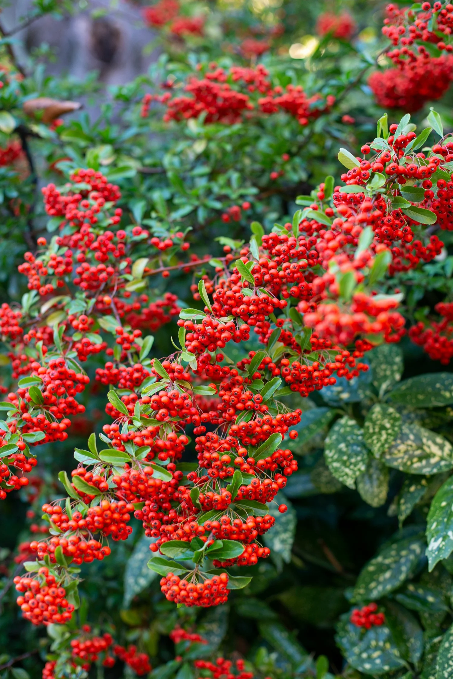 15 Small Evergreen Shrubs for Year-Round Color