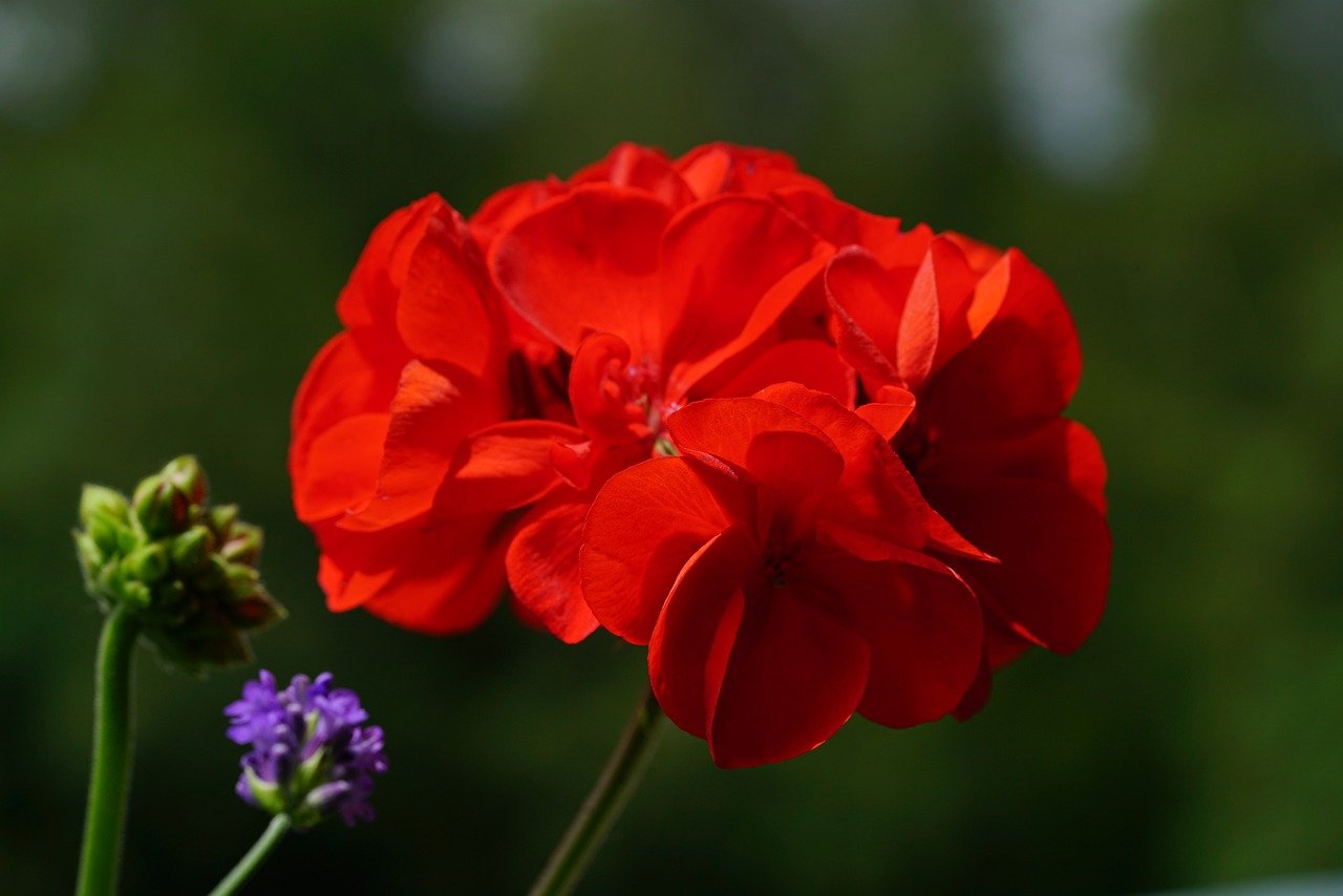 How to Grow and Care for Red Geraniums