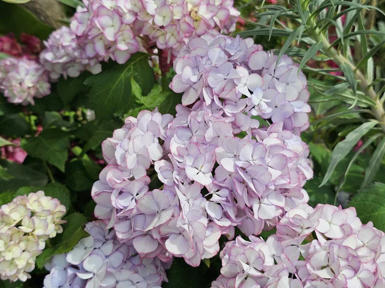 How to Grow and Care for Lacecap Hydrangeas