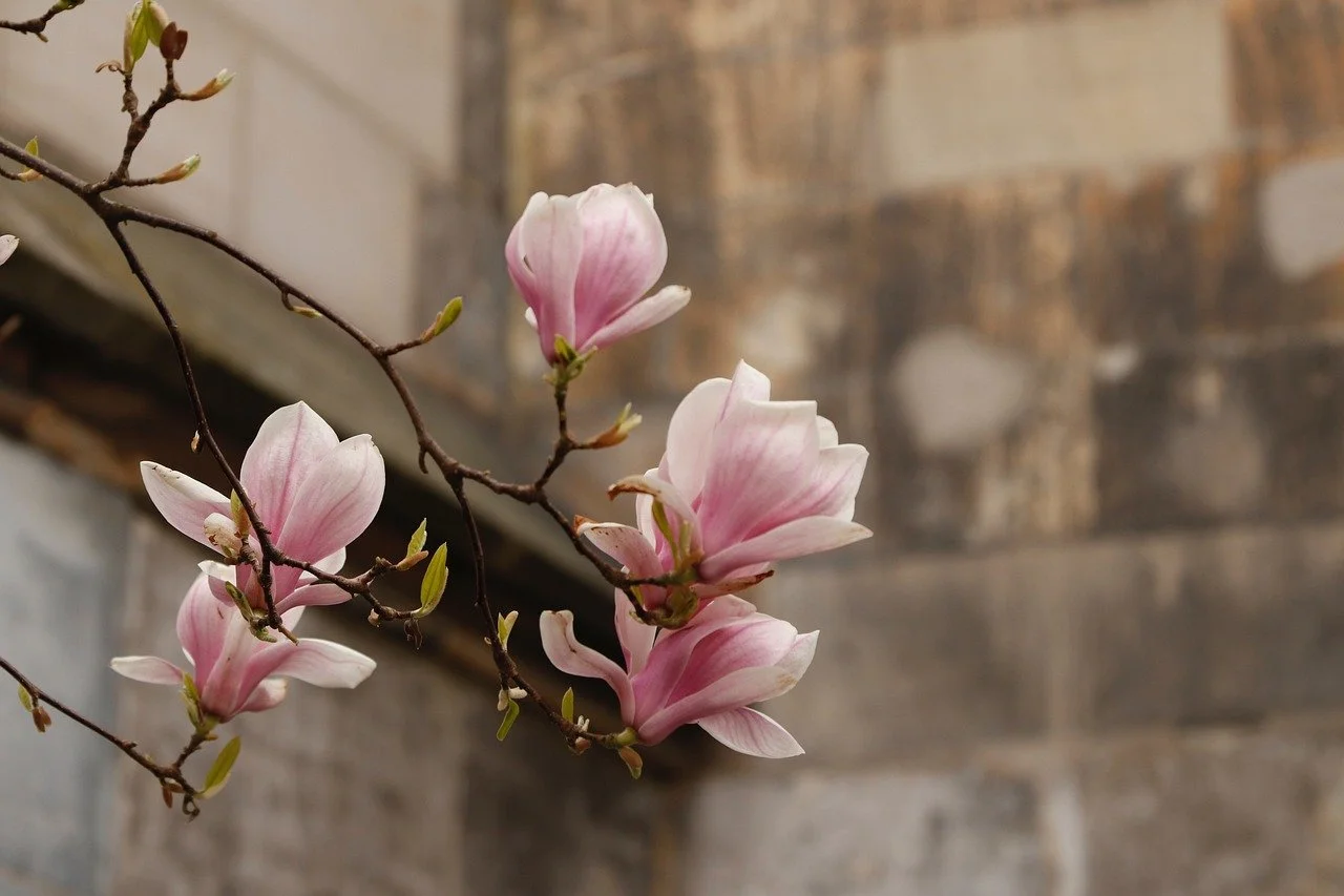 Learn When Magnolia Trees Start to Bloom