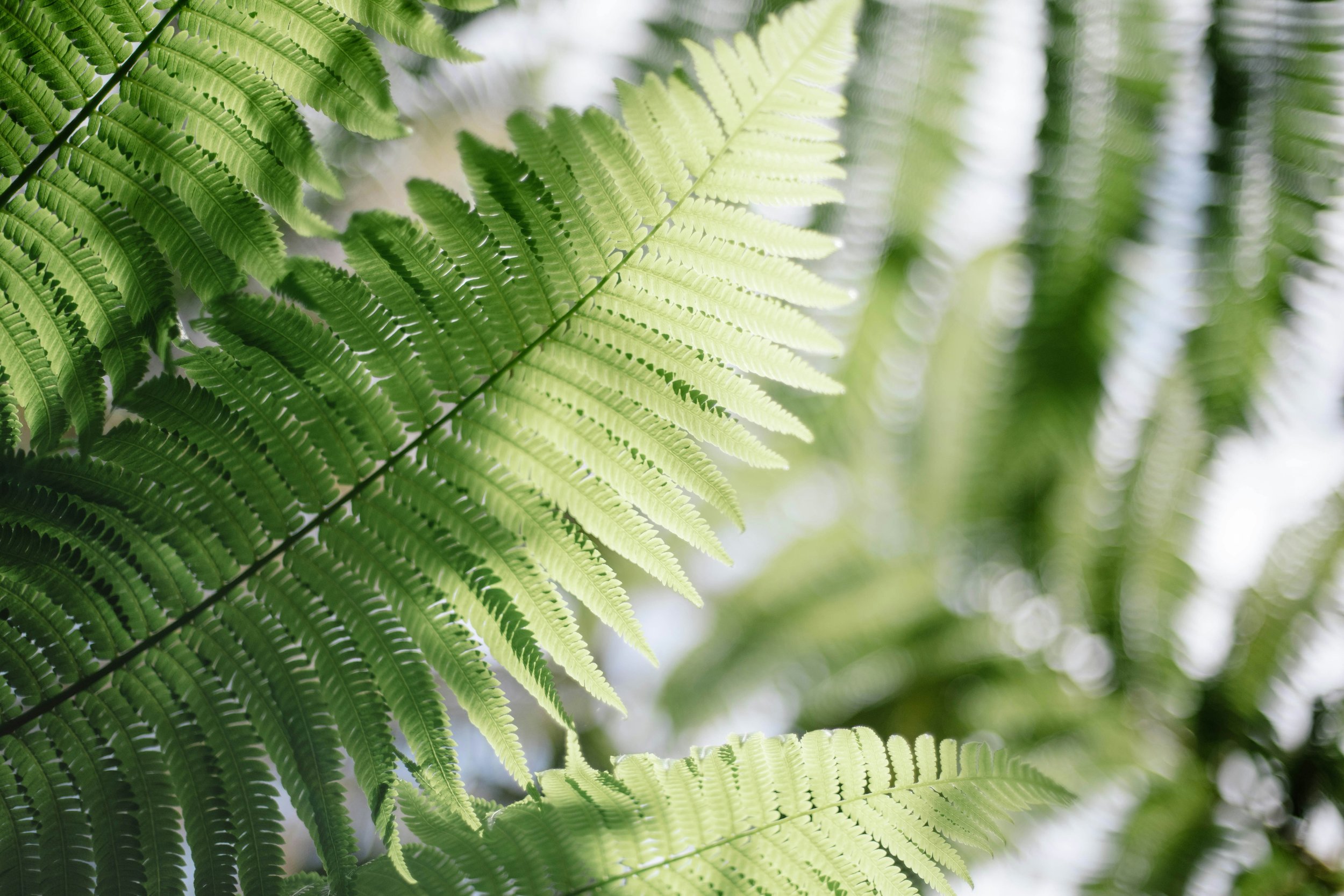 Are Ferns Perennials or Annuals? Learn the Facts
