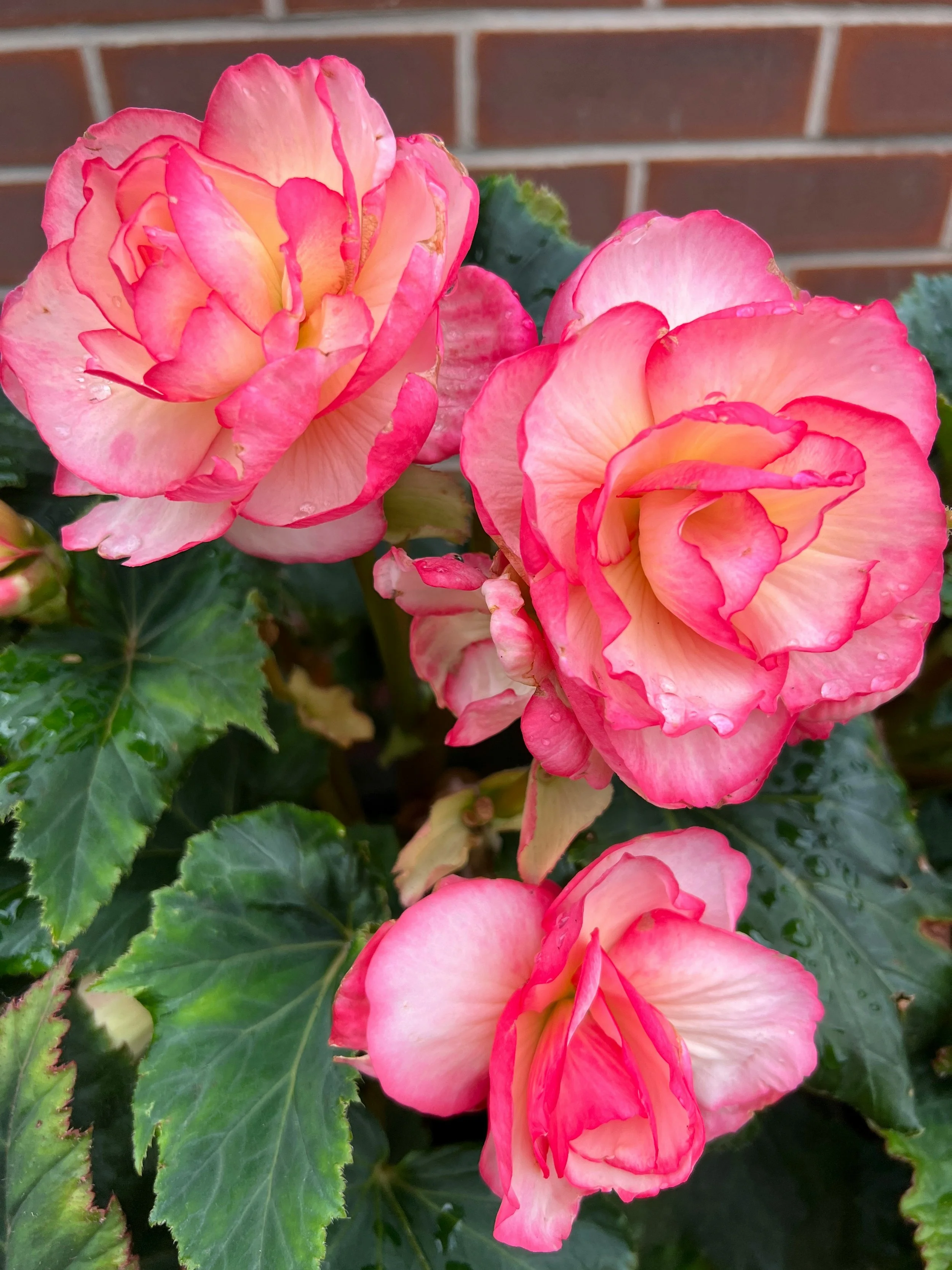 Are Begonias Annuals or Perennials? Get the Facts