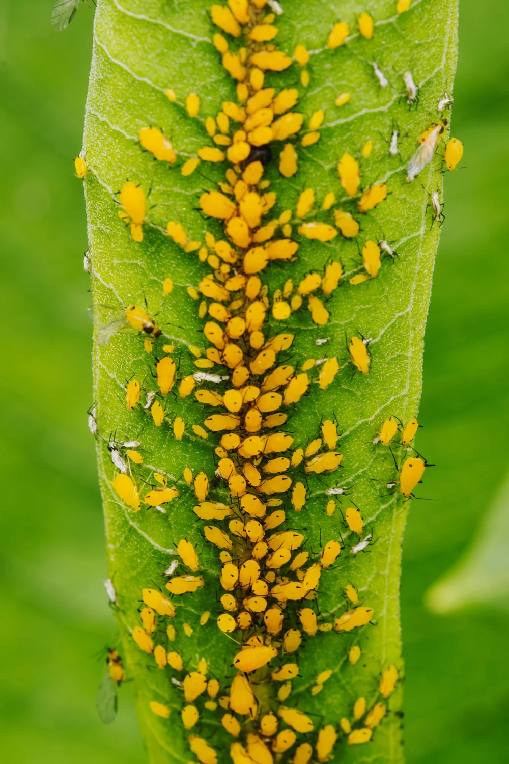 How to Safely Remove Aphids from Houseplants