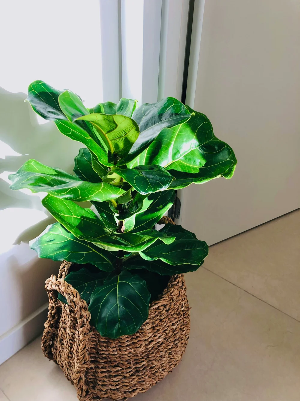 Learn How Often to Water Your Fiddle Leaf Fig
