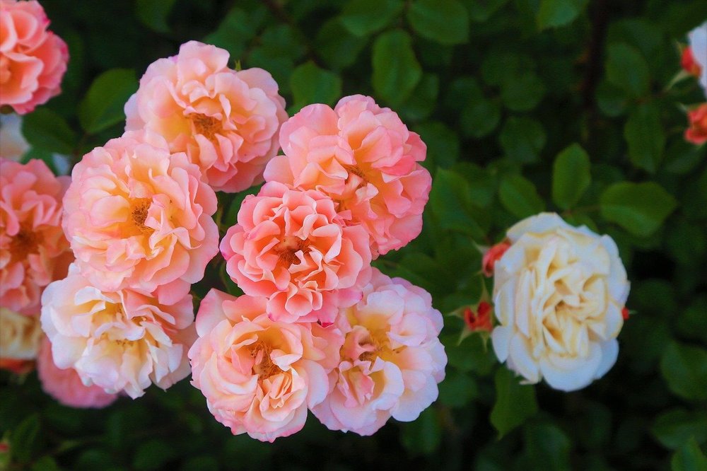 How to Grow and Care for Joseph's Coat Rose