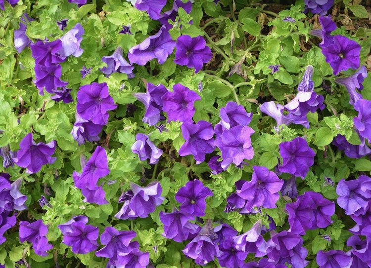 How to Grow and Care for Petunia Flowers