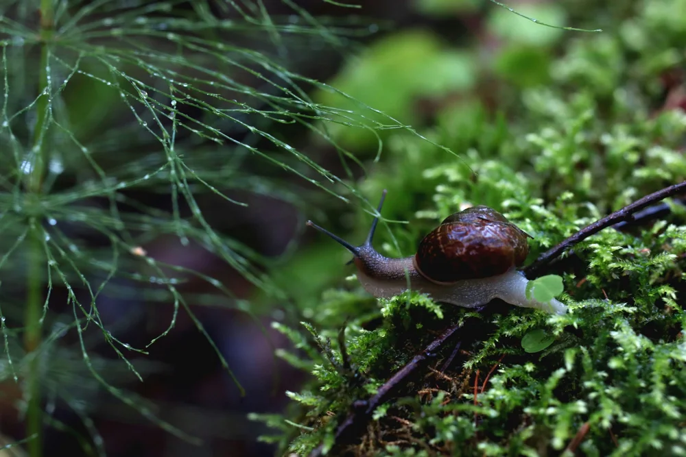 What Do Garden Snails Eat? A Quick Guide