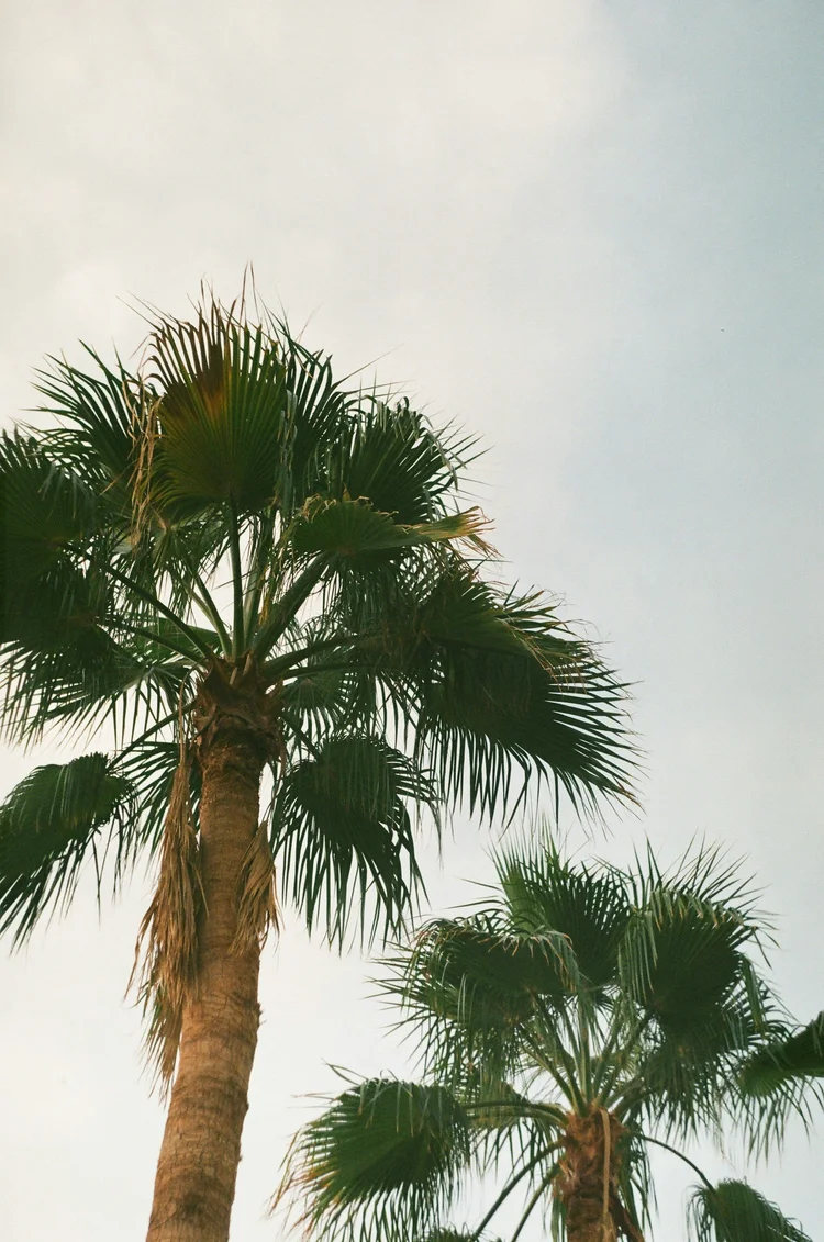 How Much Does Palm Tree Trimming Cost?