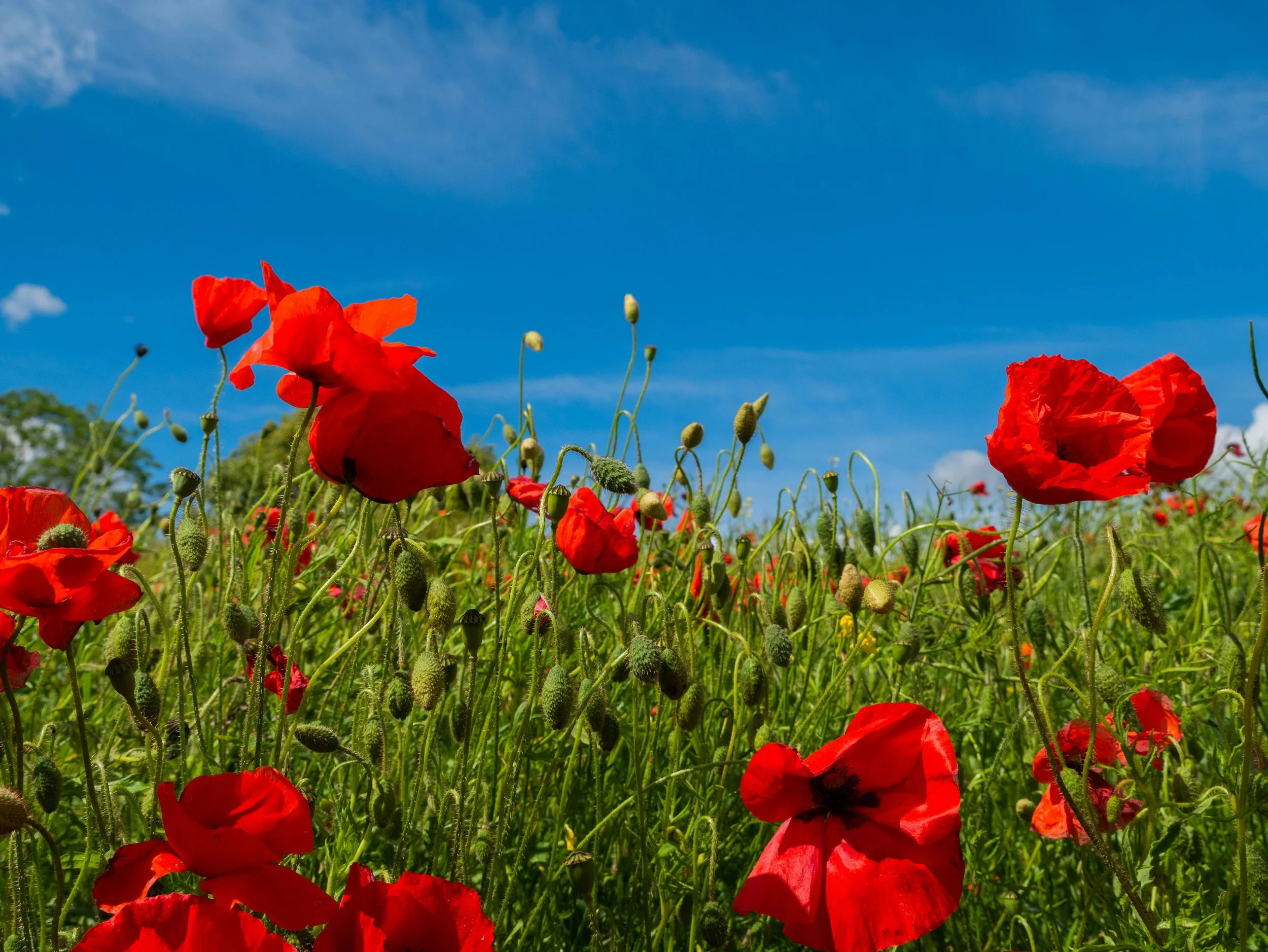 When Should You Plant Poppy Seeds?