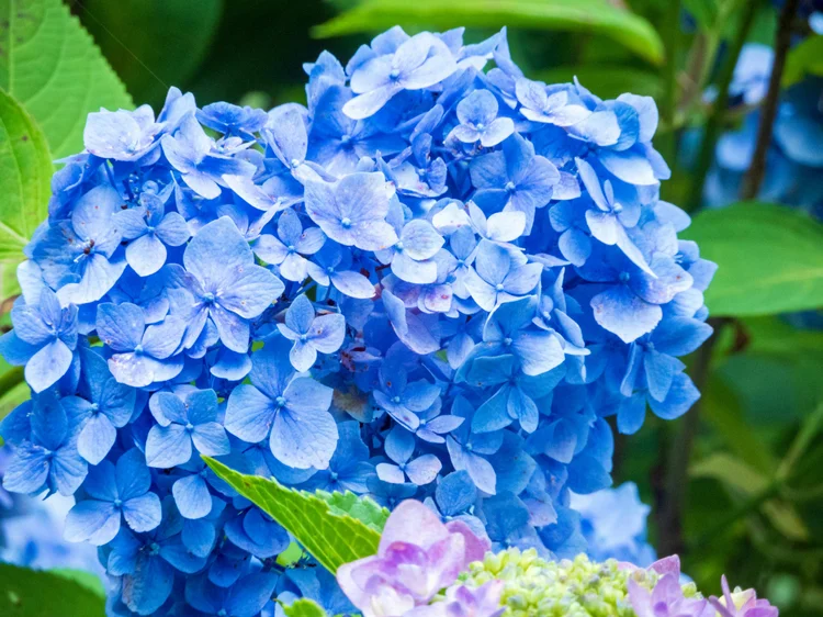 How to Grow and Care for Blue Hydrangea Flowers