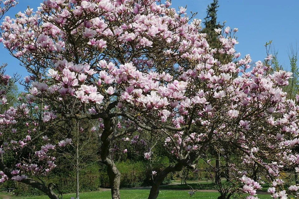 How to Grow a Magnolia Tree from Seed: Easy Guide