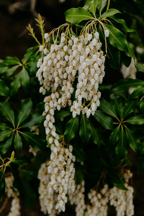 15 Small Evergreen Shrubs for Year-Round Color