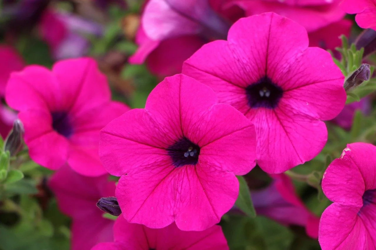 How to Grow and Care for Mexican Petunias Flower
