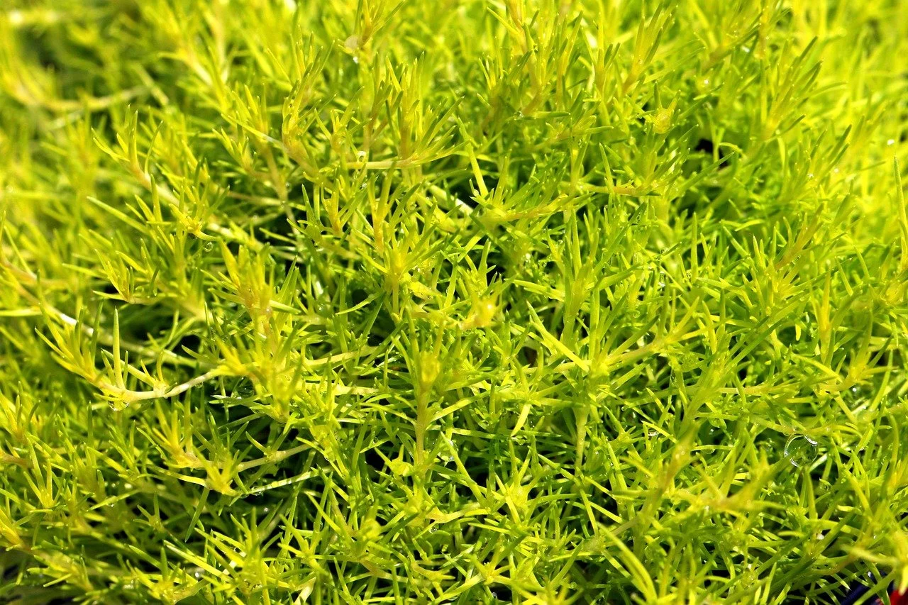 What Is Giant Ragweed and How to Identify It?