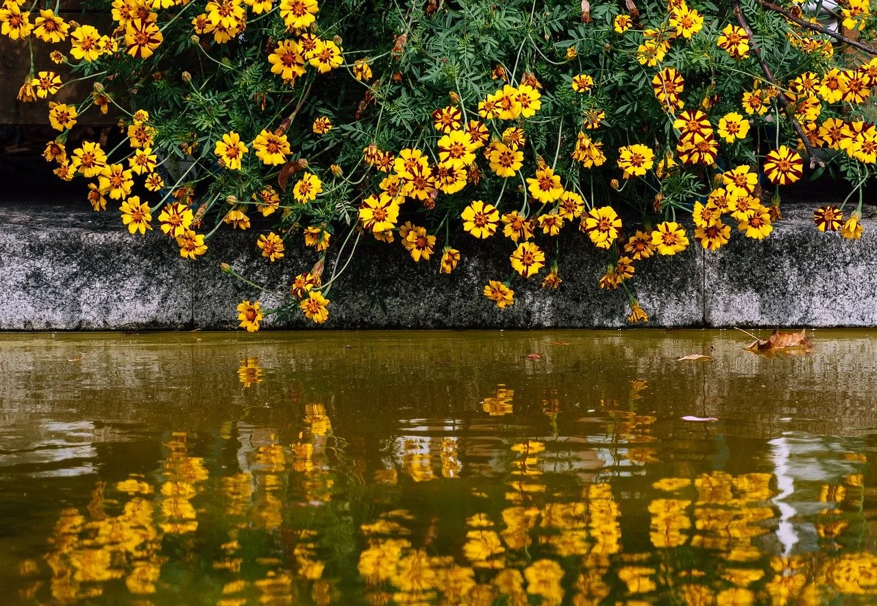 How to Grow and Care for Moonbeam Coreopsis?