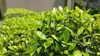 How to Plant and Maintain Healthy Shrubs